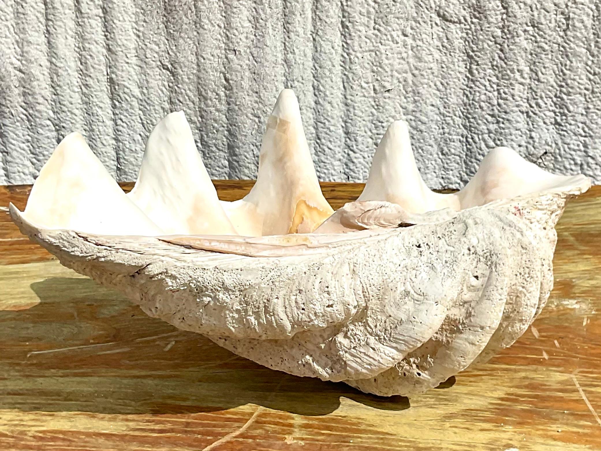 Vintage Coastal Monumental Tridacna Gigas Giant Clam Shell at 1stDibs ...