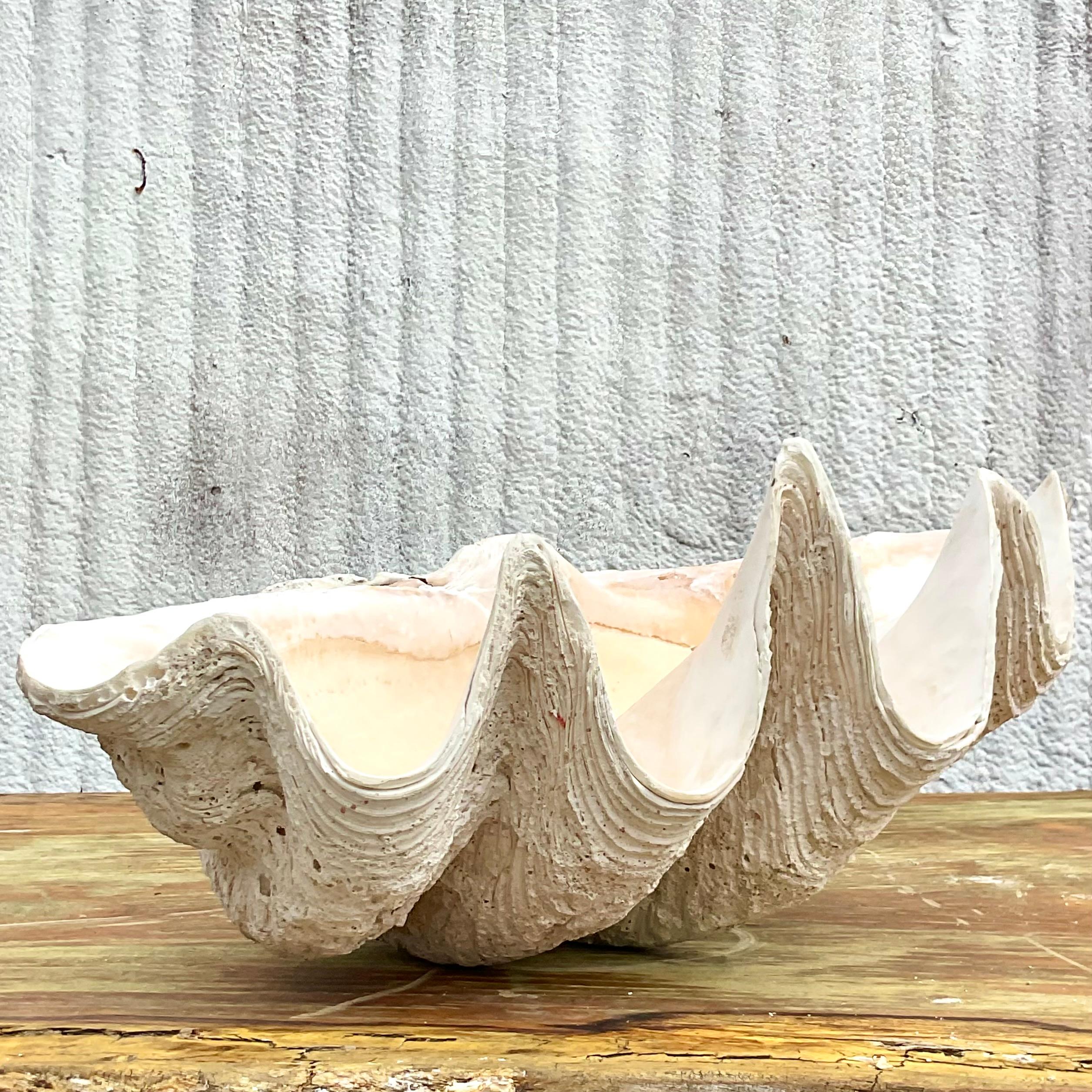 Vintage Coastal Monumental Tridacna Gigas Giant Clam Shell at 1stDibs ...