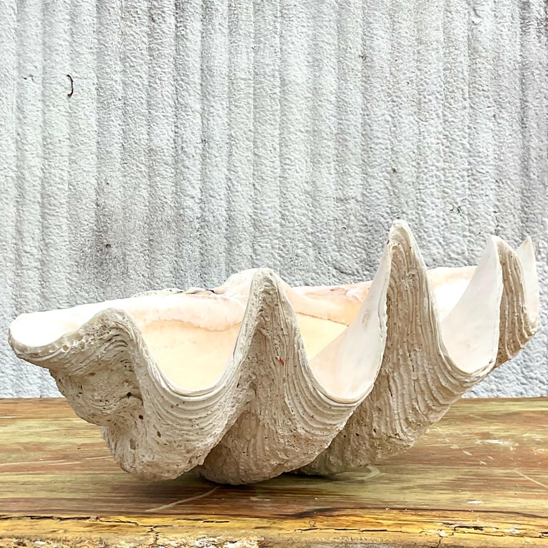 Vintage Coastal Monumental Tridacna Gigas Giant Clam Shell For Sale at ...