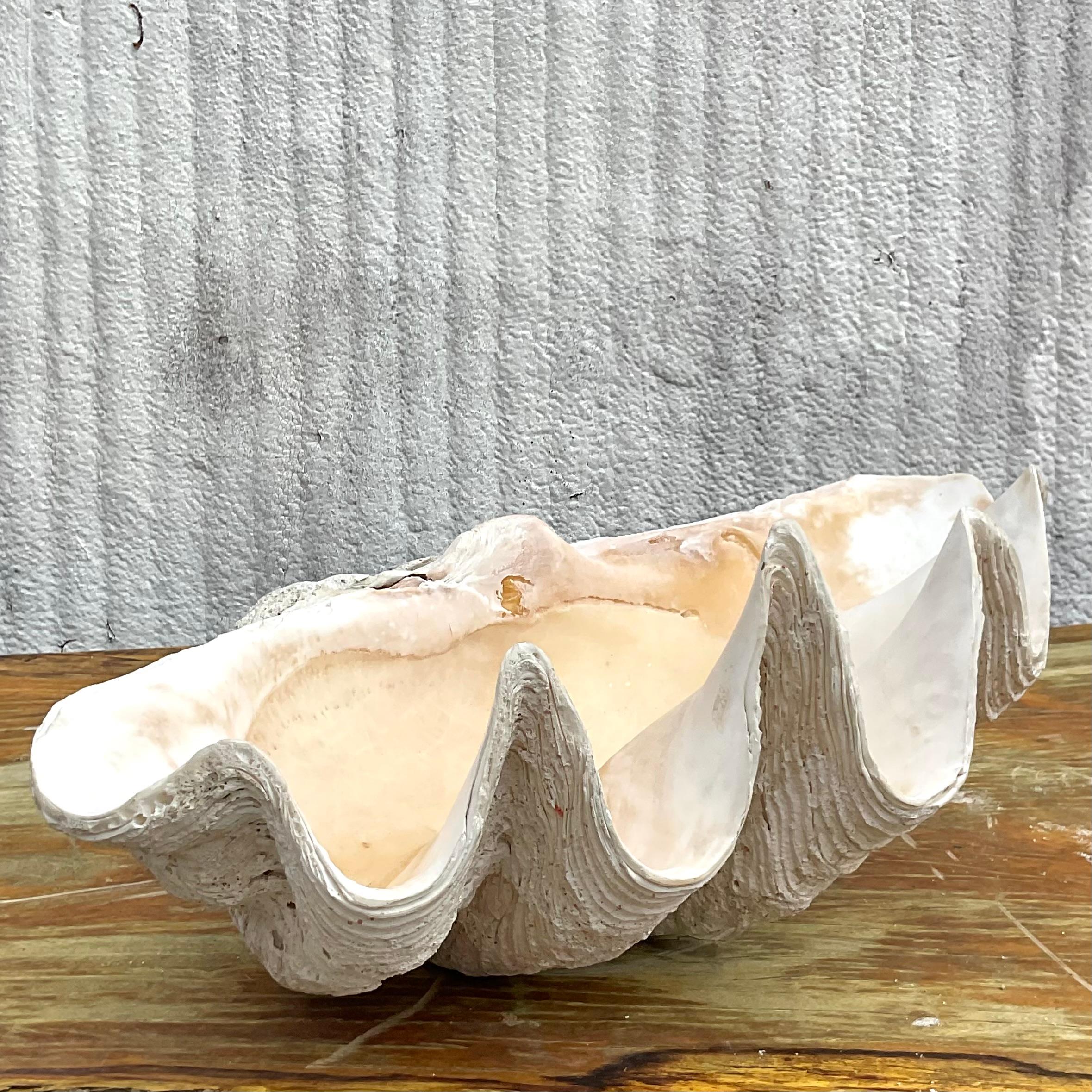 Vintage Coastal Monumental Tridacna Gigas Giant Clam Shell at 1stDibs ...
