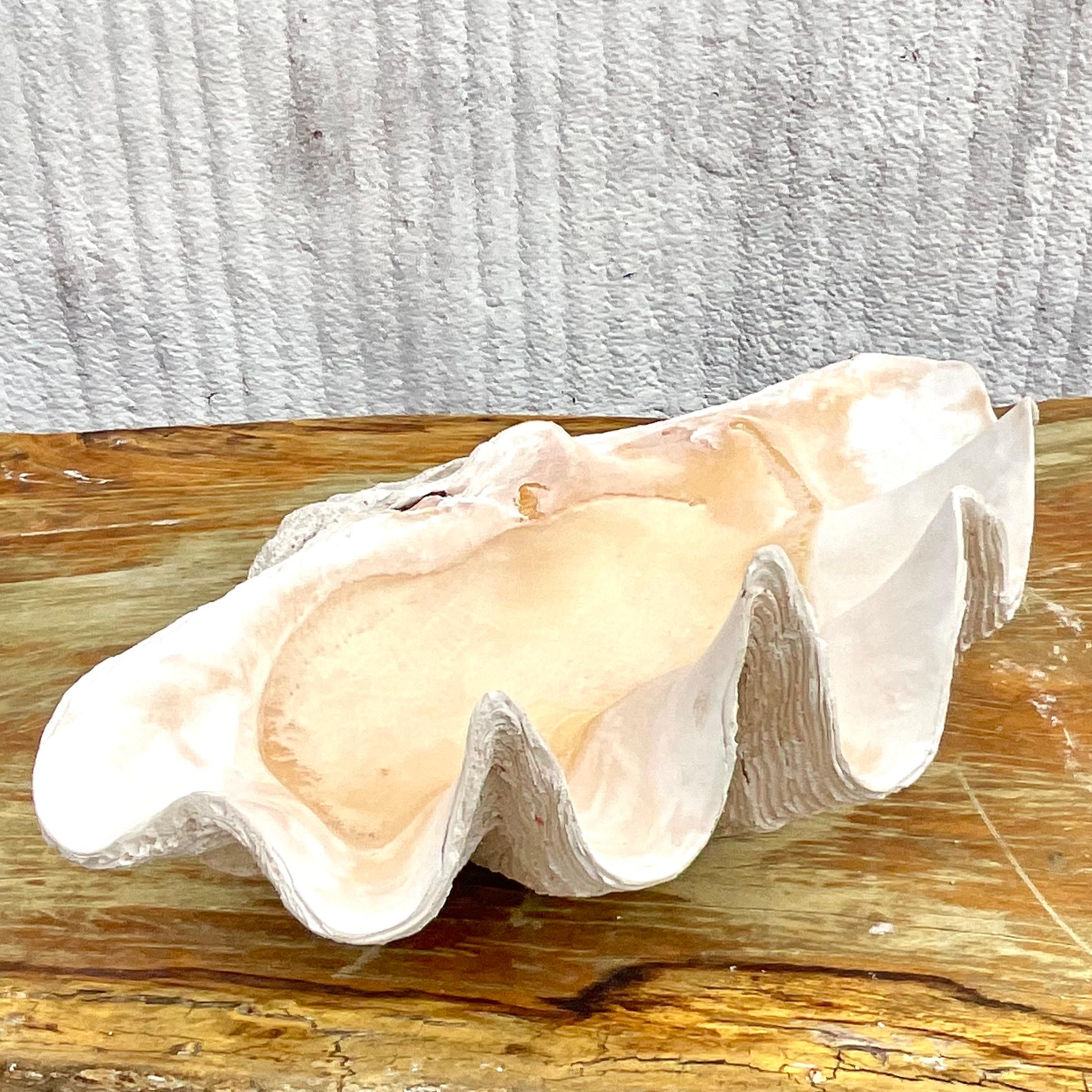 Vintage Coastal Monumental Tridacna Gigas Giant Clam Shell at 1stDibs ...
