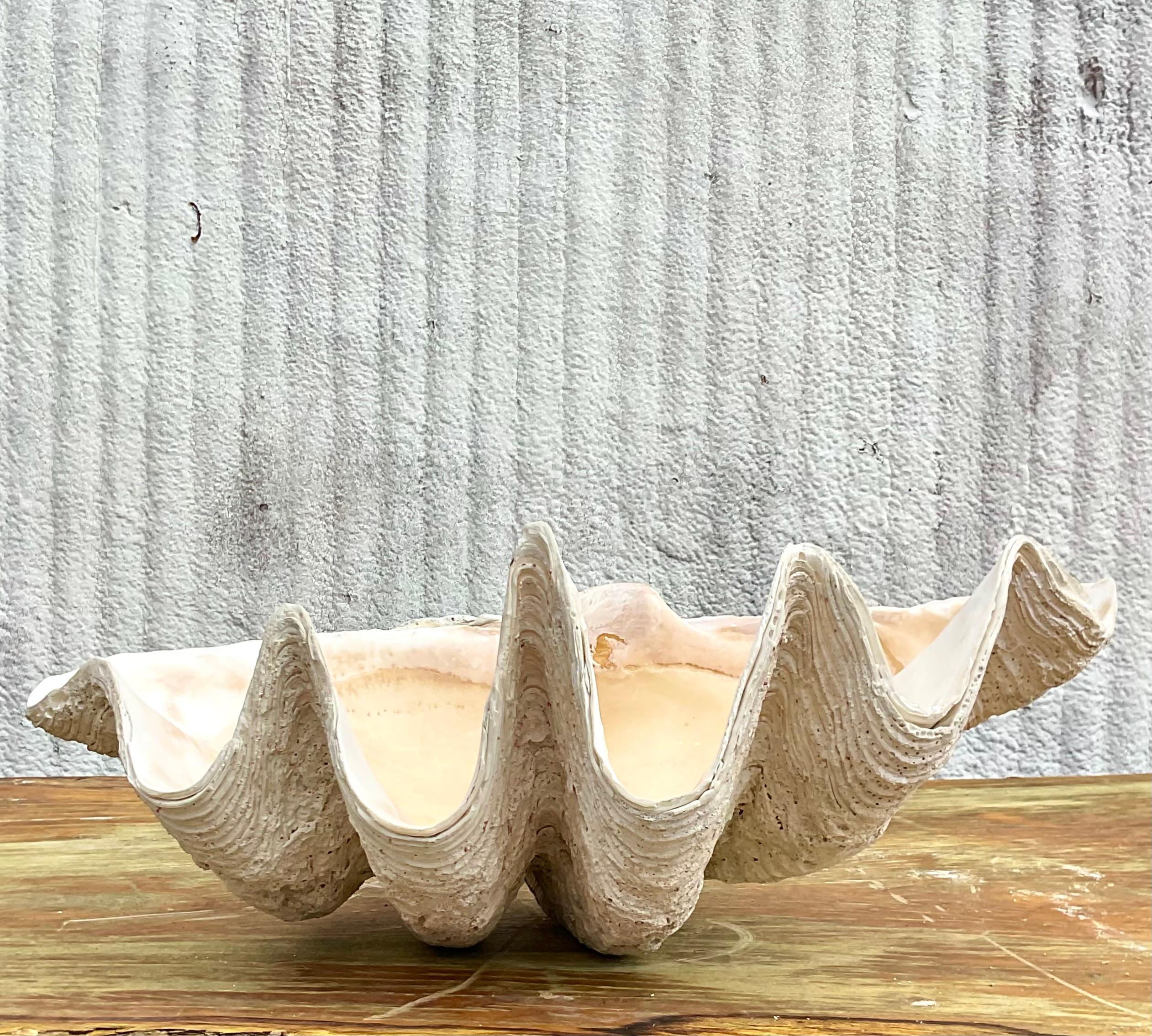 Vintage Coastal Monumental Tridacna Gigas Giant Clam Shell at 1stDibs ...