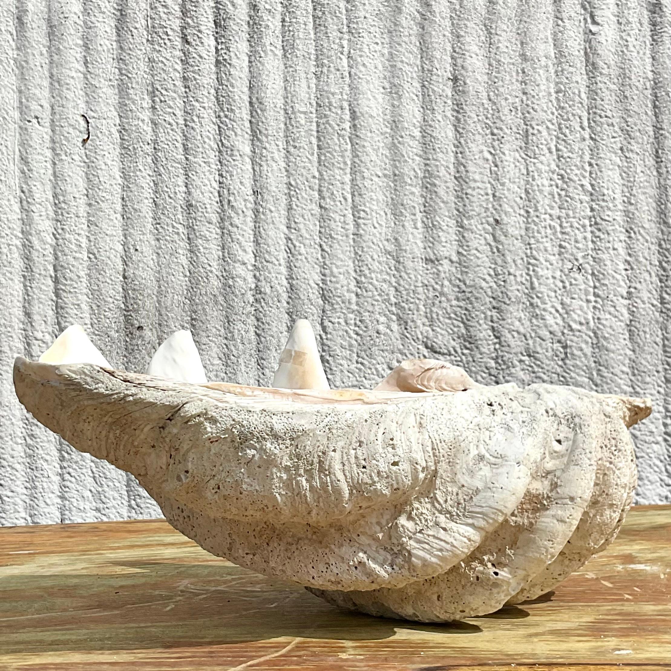 Vintage Coastal Monumental Tridacna Gigas Giant Clam Shell at 1stDibs ...