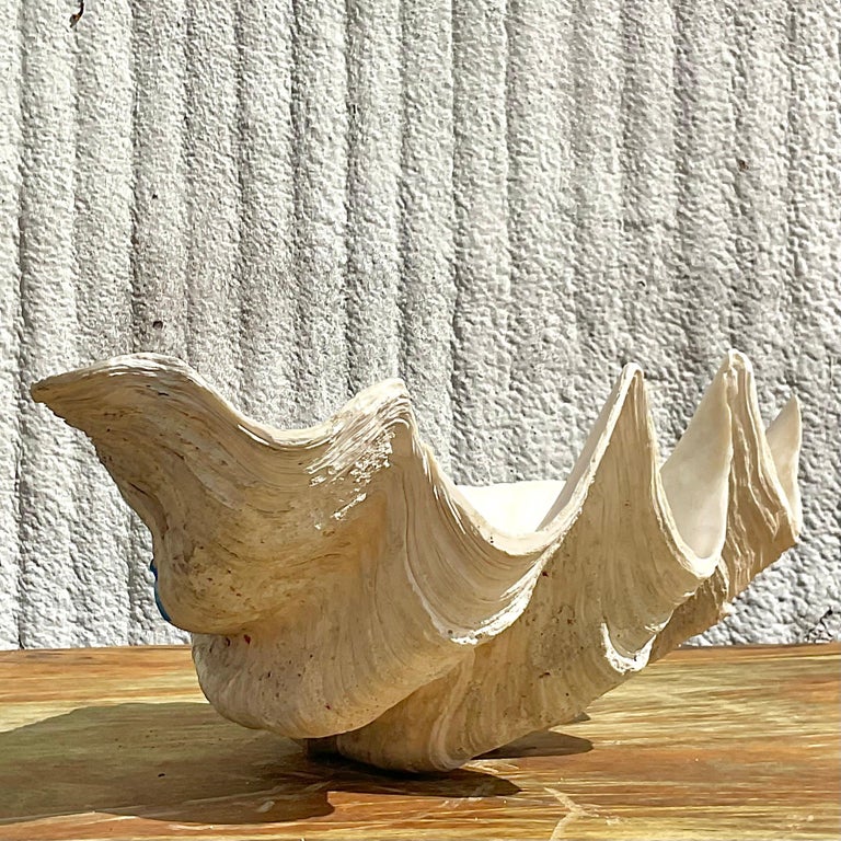 Vintage Coastal Monumental Tridacna Gigas Giant Clamshell For Sale at ...