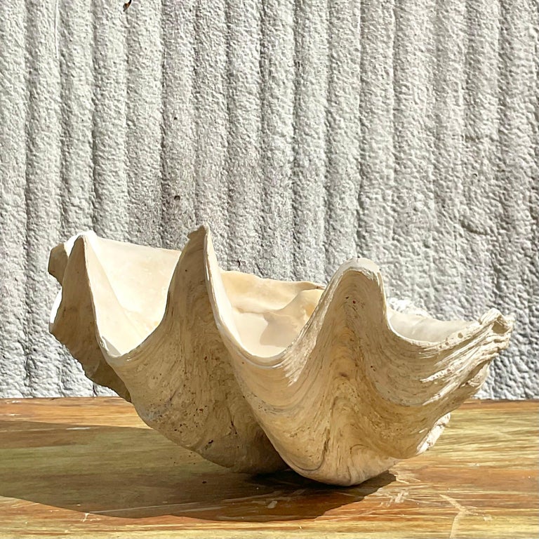 Vintage Coastal Monumental Tridacna Gigas Giant Clamshell For Sale at ...