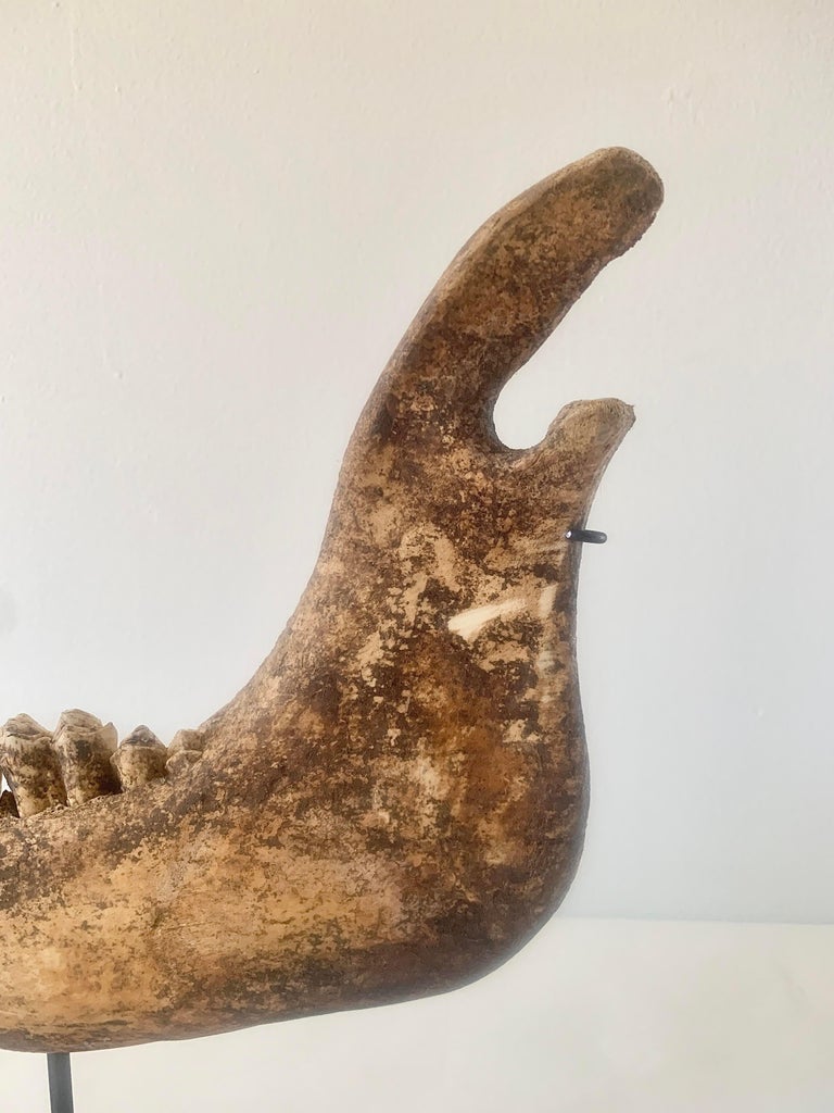 Vintage Curiosity Cabinet Cow Jaw on Custom Stand For Sale at 1stDibs