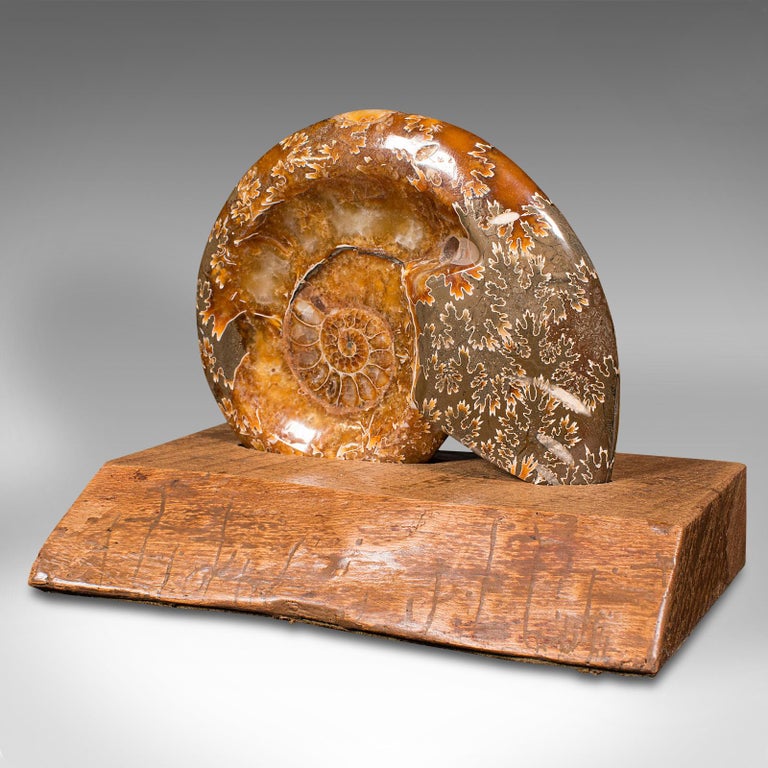 Vintage Decorative Ammonite African Opalized Fossil Display