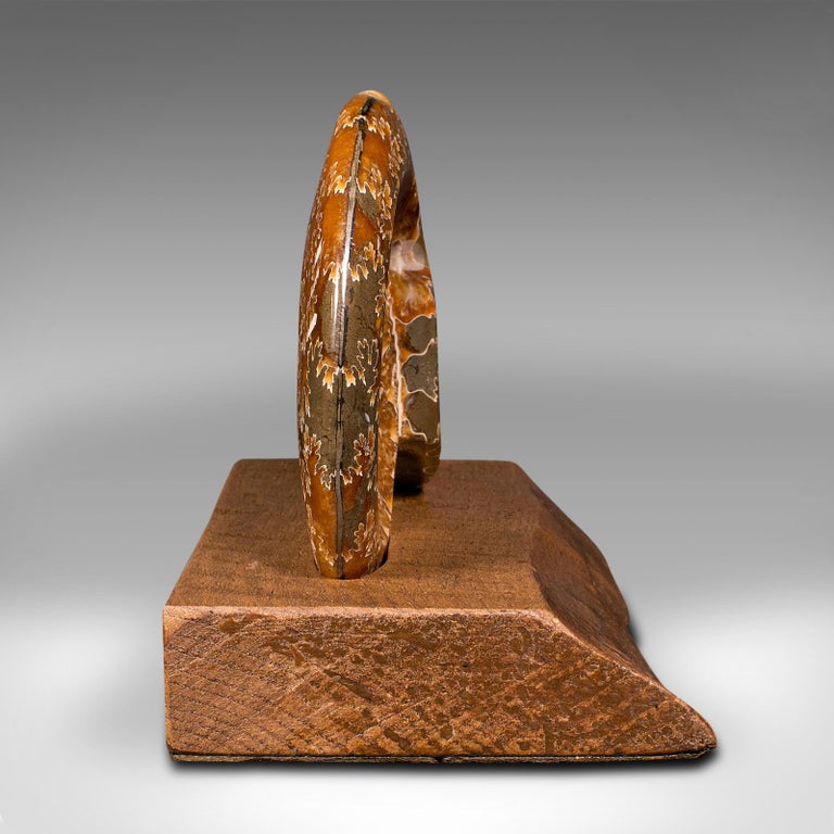 Vintage Decorative Ammonite, African, Opalized Fossil, Display ...