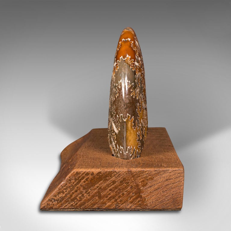 Vintage Decorative Ammonite, African, Opalized Fossil, Display ...