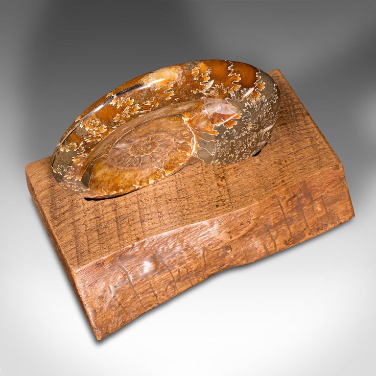 Vintage Decorative Ammonite, African, Opalized Fossil, Display ...