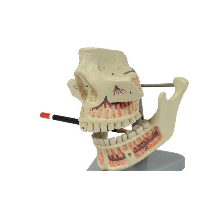 Vintage Didactic Medical Anatomic Model of Mandible and Jaw Made in the ...