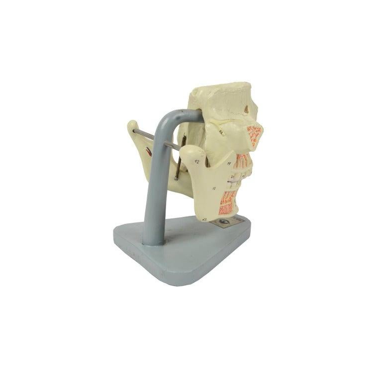 Vintage Didactic Medical Anatomic Model of Mandible and Jaw Made in the ...