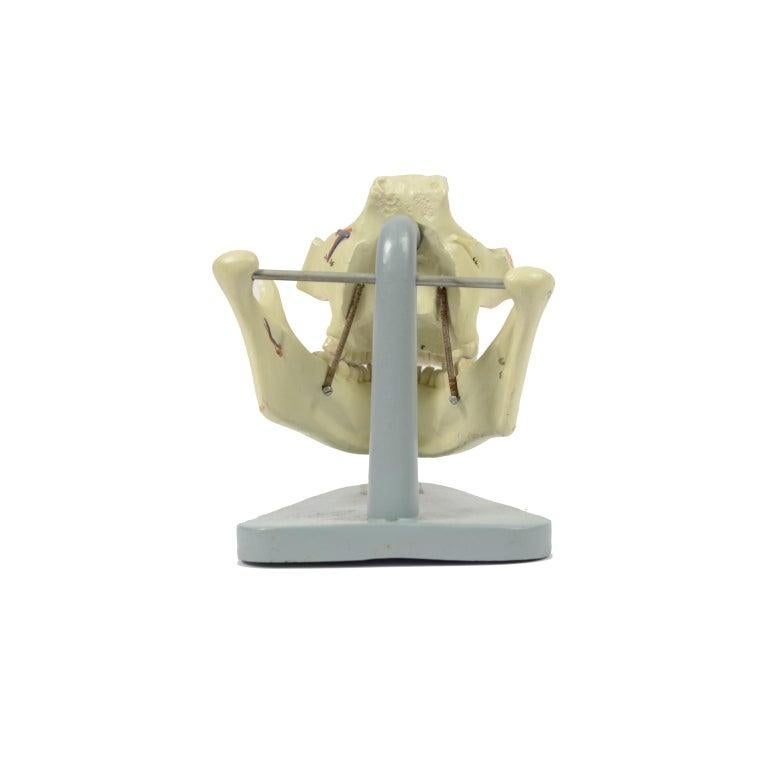 Vintage Didactic Medical Anatomic Model of Mandible and Jaw Made in the ...