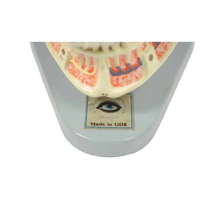 Vintage Didactic Medical Anatomic Model of Mandible and Jaw Made in the ...