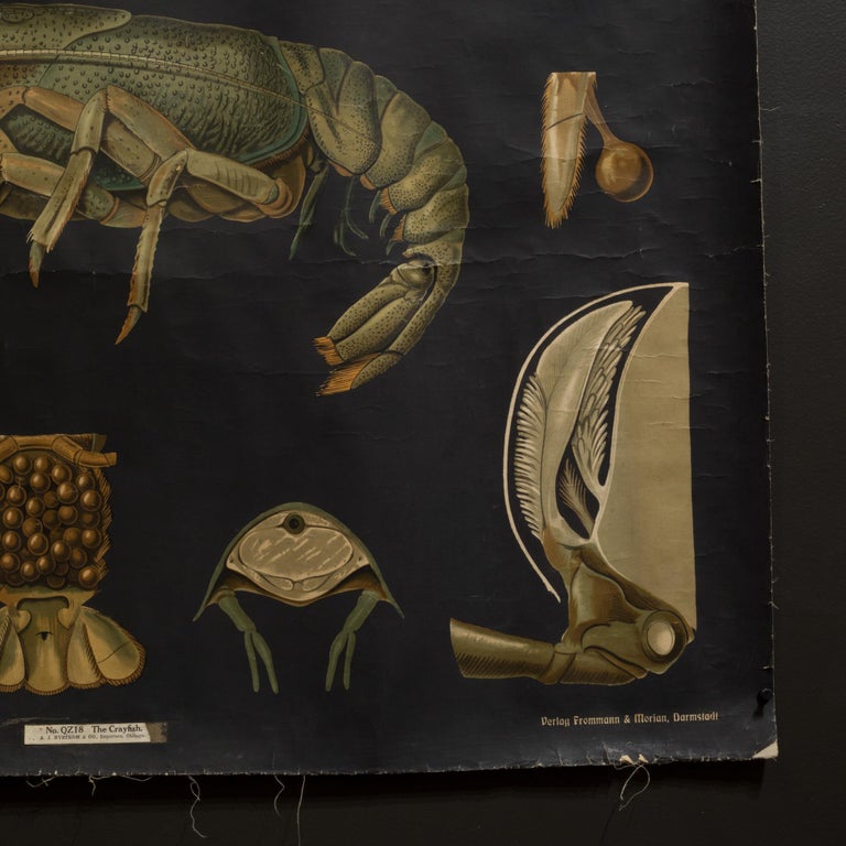 Vintage Dutch Science Class Chart of Crayfish Anatomy c.1930 at 1stDibs