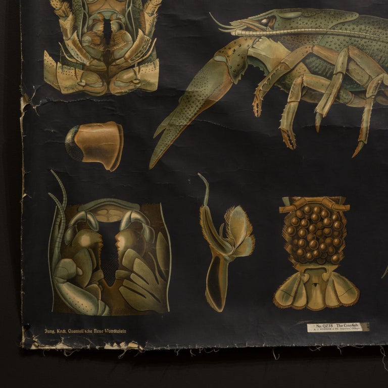 Vintage Dutch Science Class Chart of Crayfish Anatomy c.1930 at 1stDibs