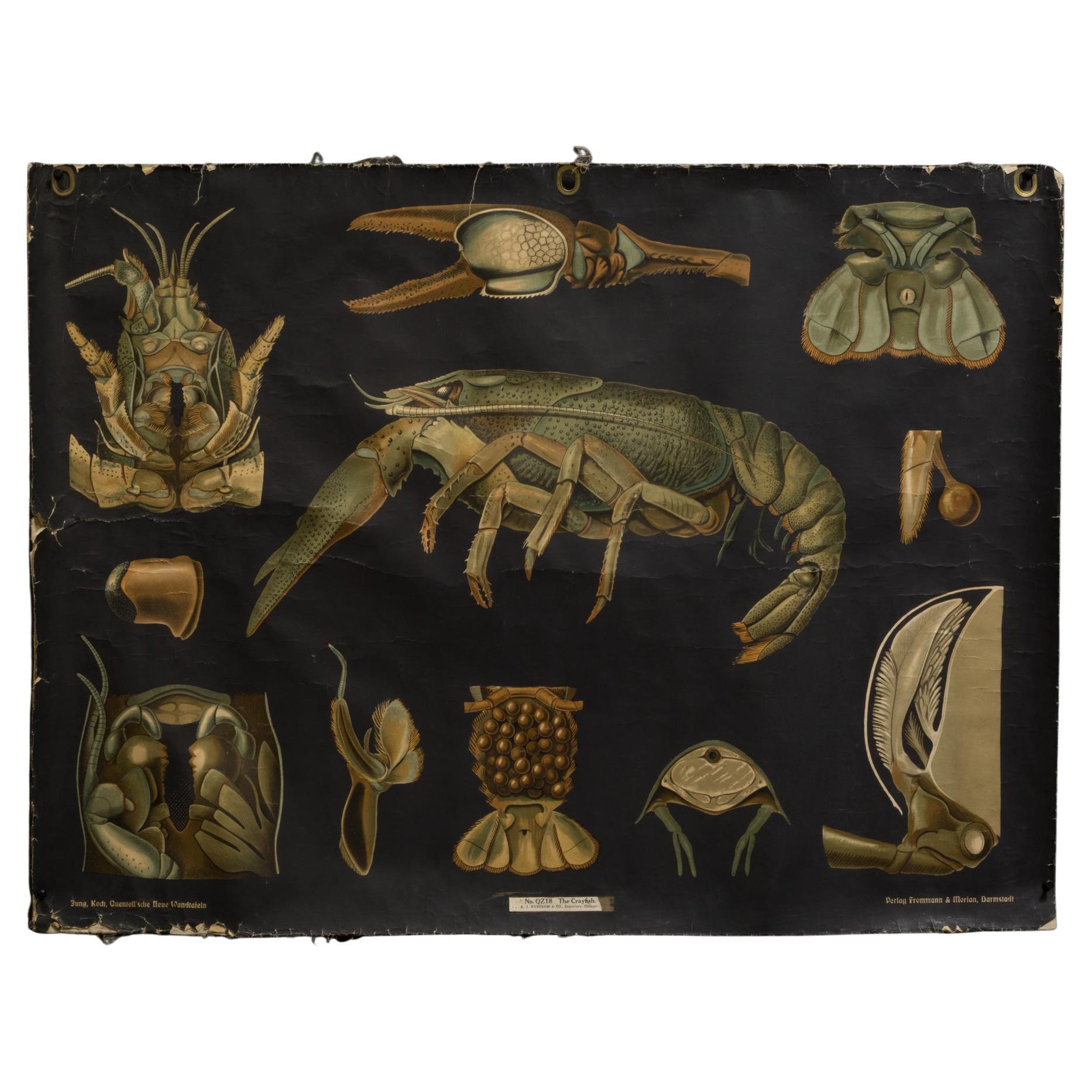 Vintage Dutch Science Class Chart of Crayfish Anatomy c.1930 at 1stDibs