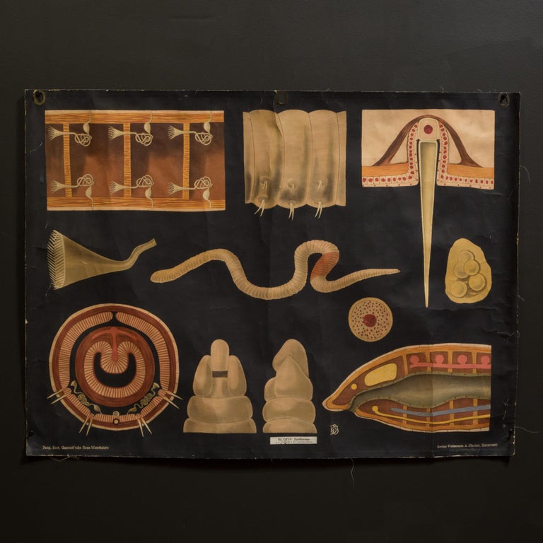 Vintage Dutch Science Class Chart of Earthworm Anatomy C.1930 at 1stDibs
