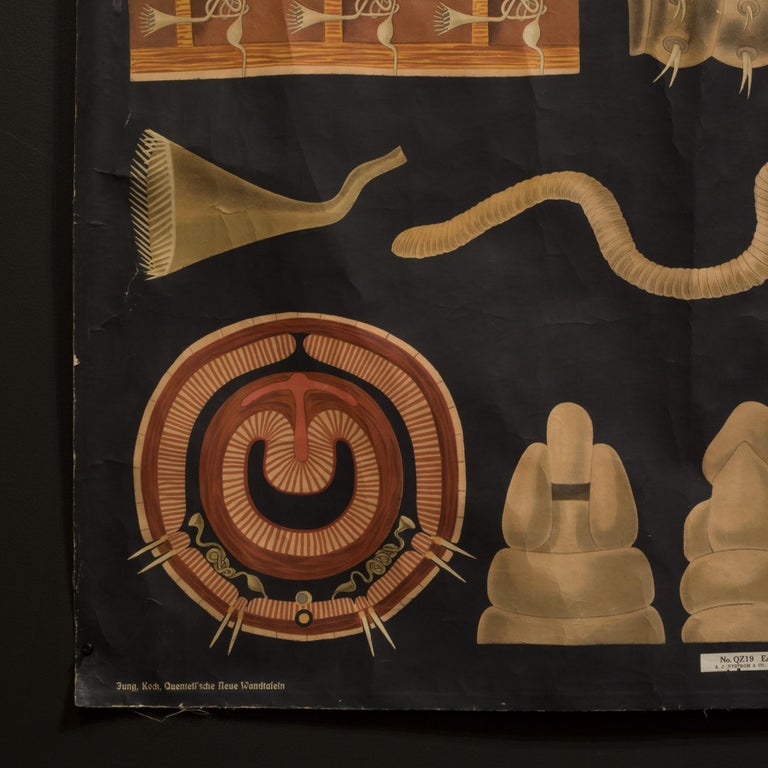 Vintage Dutch Science Class Chart of Earthworm Anatomy C.1930 at 1stDibs
