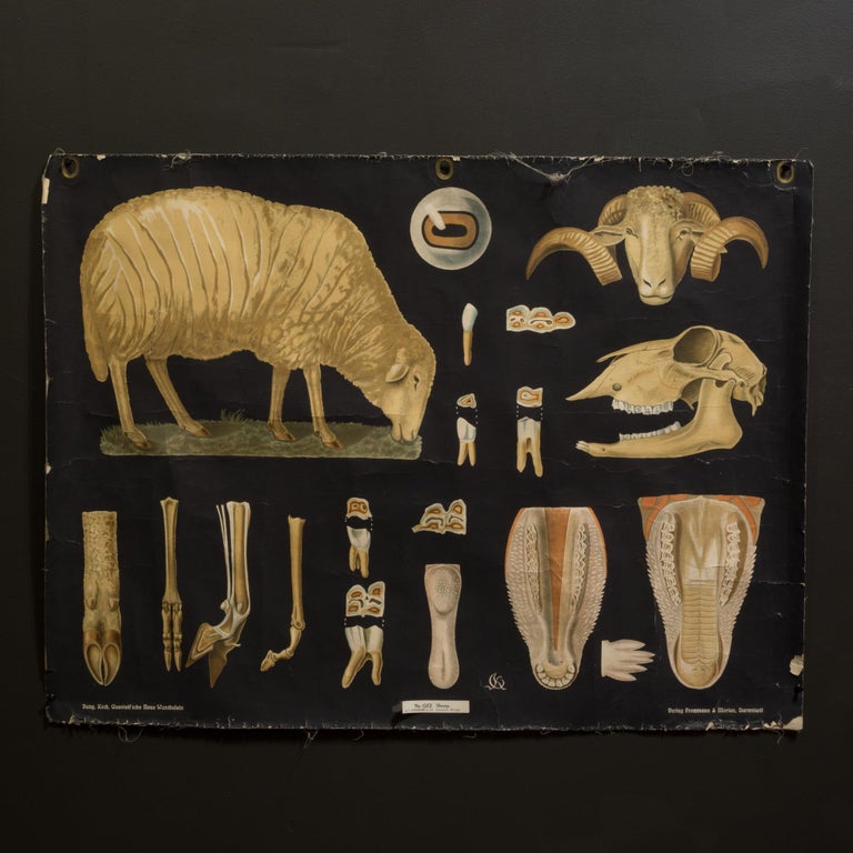 Vintage Dutch Science Class Chart of Sheep Anatomy c.1930 at 1stDibs