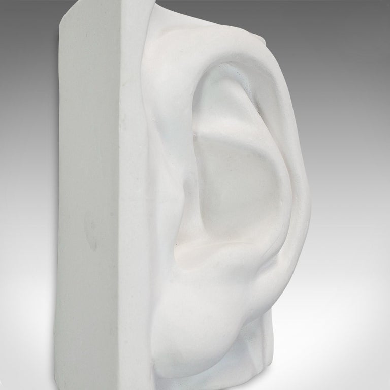Vintage Ear Sculpture, English, Plaster, Haut Relief, Anatomical ...