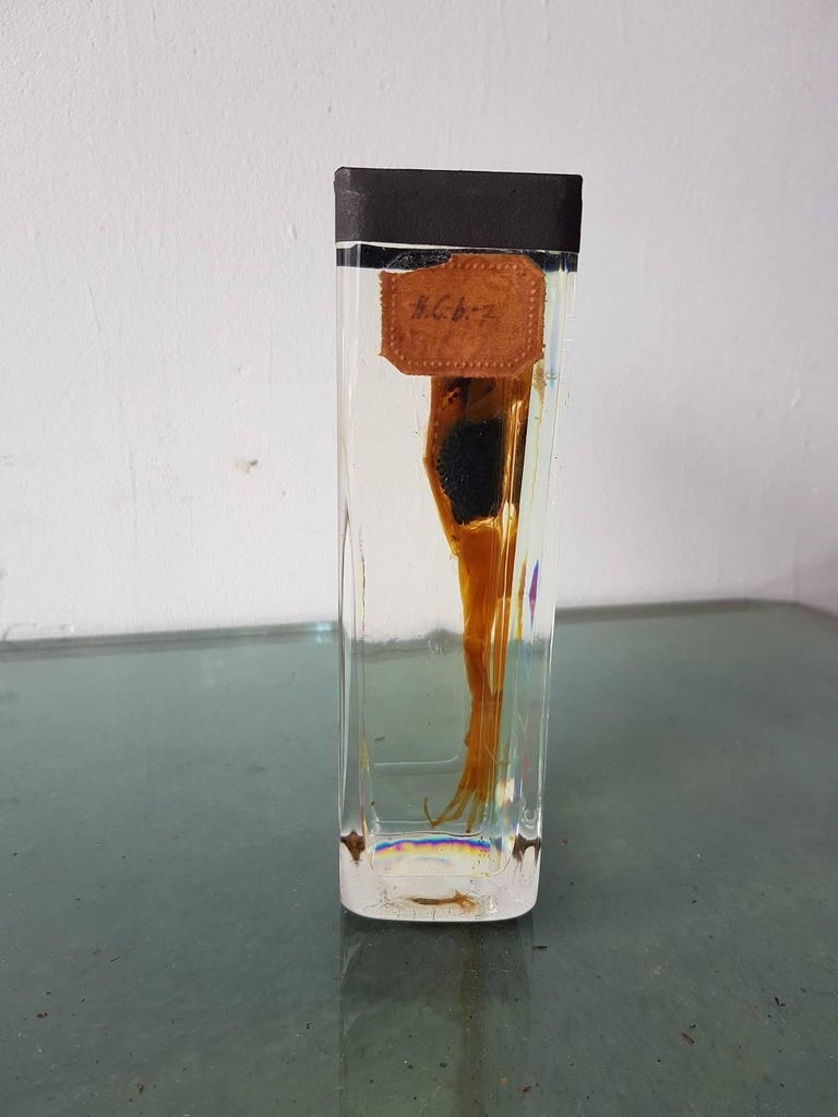 Vintage East European Skin Less Frog on Strong Water, Mid-20th Century ...