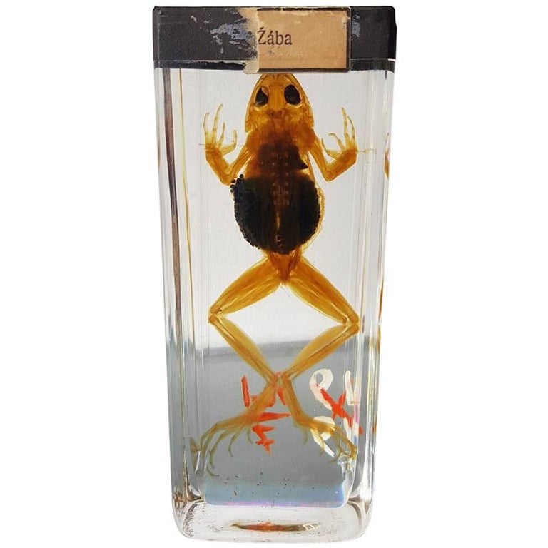 Vintage East European Skin Less Frog on Strong Water, Mid-20th Century ...