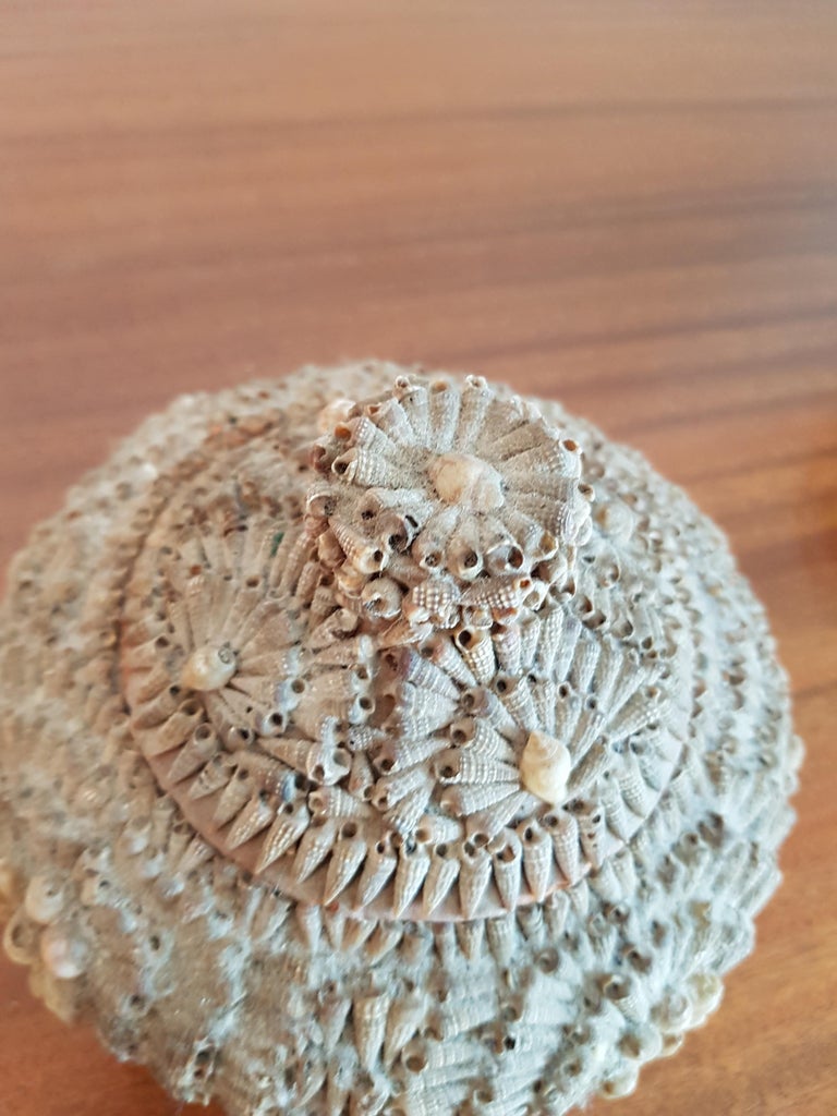 Vintage French Shabby Chic Pot with Lid Encrusted with Shells at 1stDibs