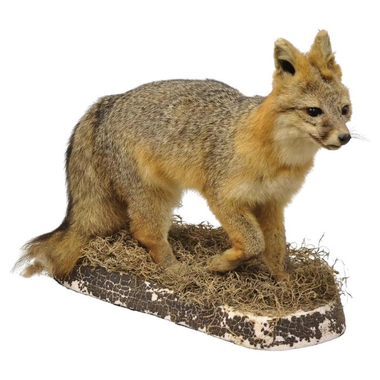 grey fox wall mount