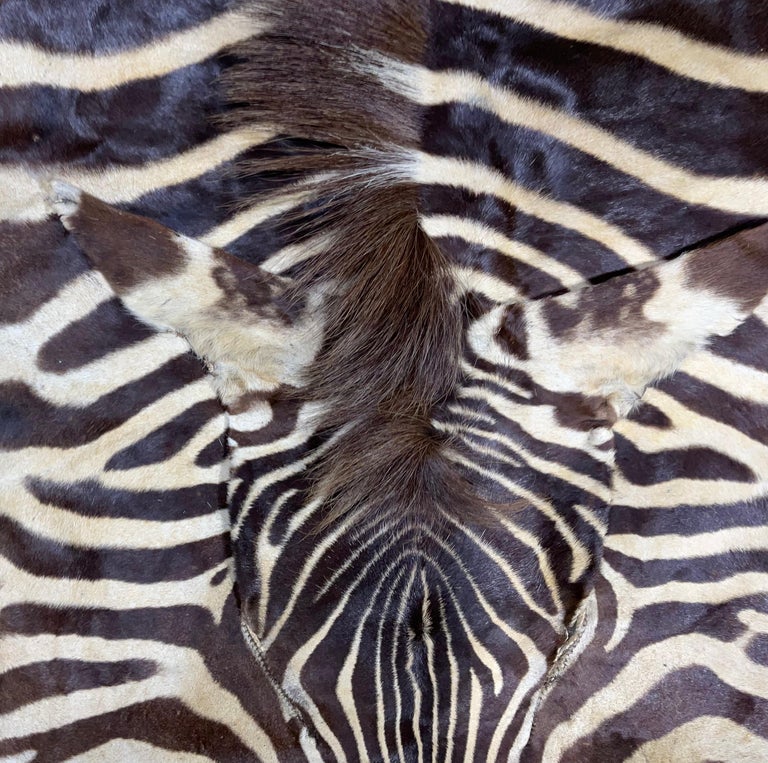 Vintage Genuine Zebra Hide Wall Hanging For Sale at 1stDibs