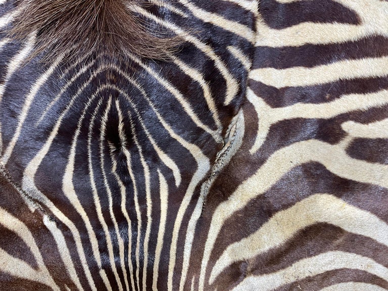 Vintage Genuine Zebra Hide Wall Hanging For Sale at 1stDibs