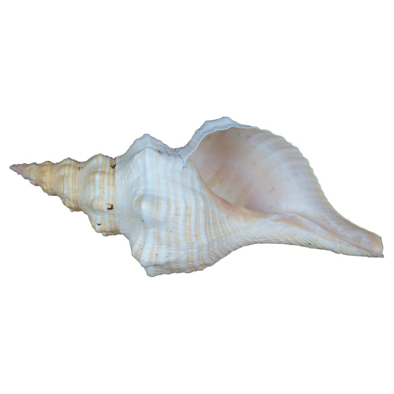 Vintage Giant Horned Syracusan Spindle Triton Conch Sea Shell Snail ...