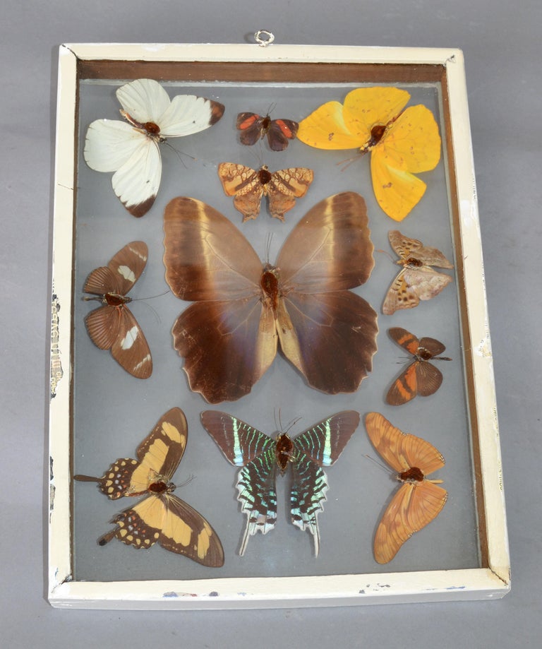 Vintage Glass Box Frame with Butterflies at 1stDibs