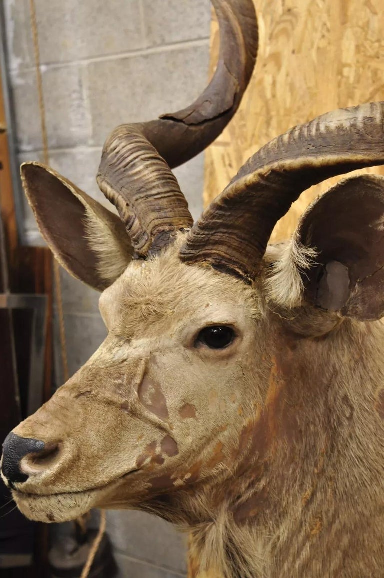 kudu head mount