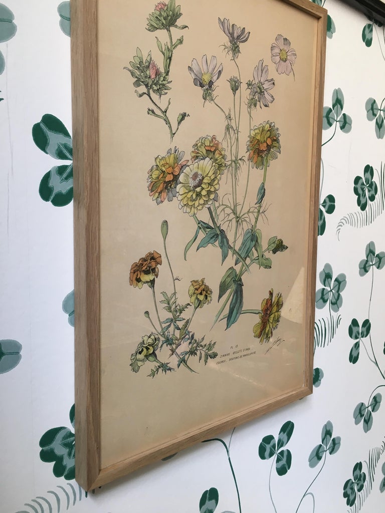 Vintage Hand Colored Botanical Print, Italy, 19th Century at 1stDibs