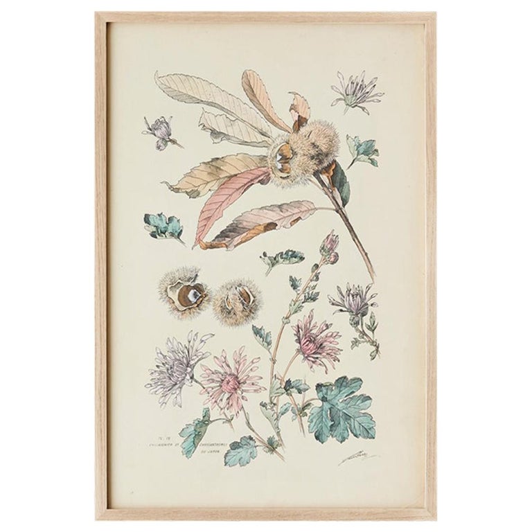 Vintage Hand-Colored Botanical Print, Italy, 19th Century at 1stDibs