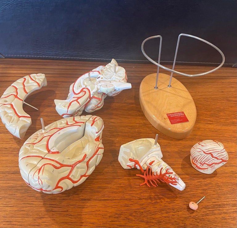 Vintage Hand-Painted Brain Model by Denoyer Geppert For Sale at 1stDibs