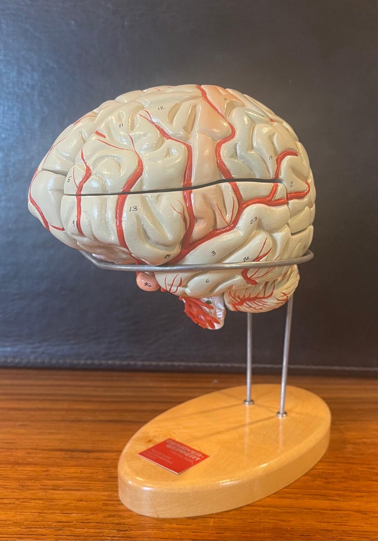 Vintage Hand-Painted Brain Model by Denoyer Geppert For Sale at 1stDibs