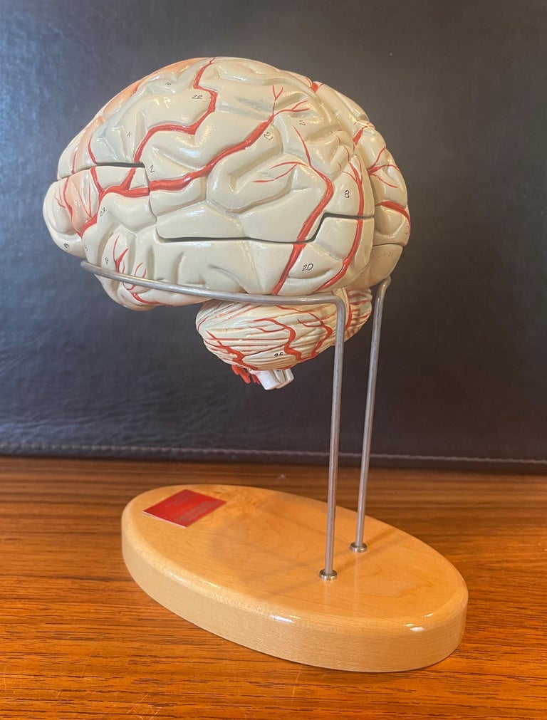 Vintage Hand-Painted Brain Model by Denoyer Geppert For Sale at 1stDibs