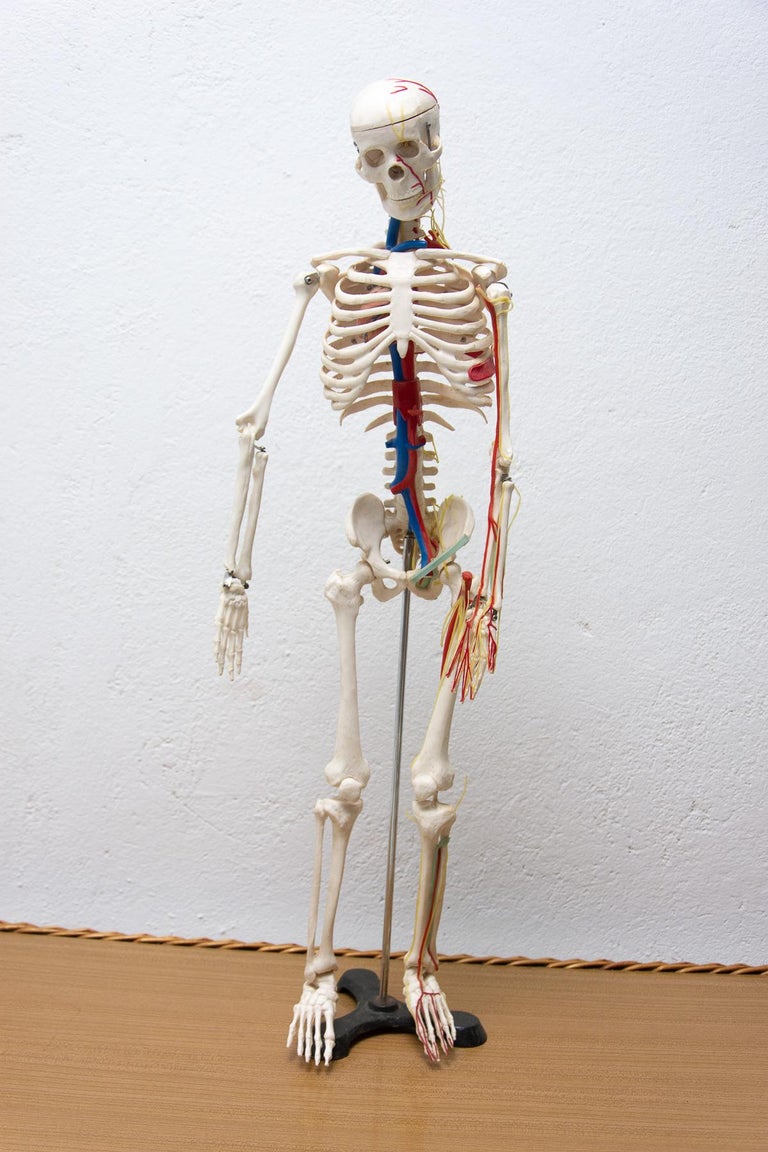 Vintage Human Skeleton, 1970s, Czechoslovakia For Sale at 1stDibs