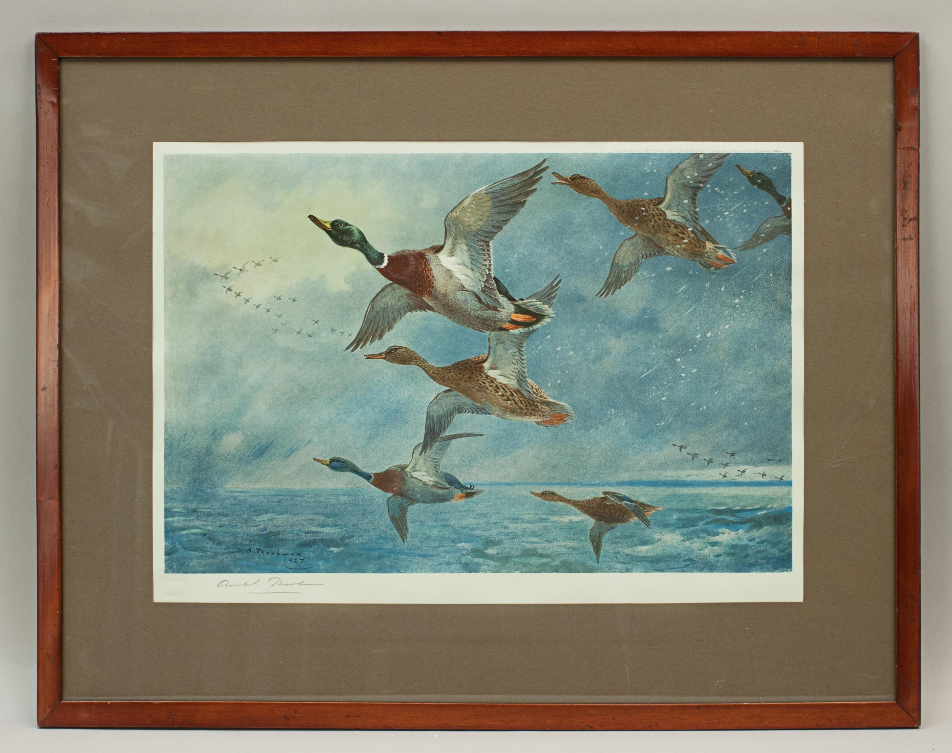 Vintage Hunting Print, Mallards Flying, Driven by The Storm, Archibald ...