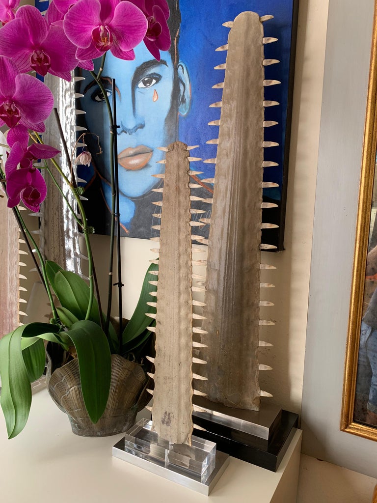 Set of Two Vintage Sawfish Bill Rostrum Snouts at 1stDibs