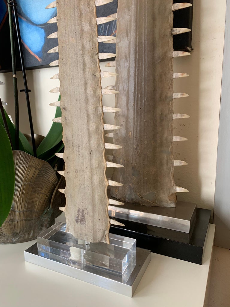 Set of Two Vintage Sawfish Bill Rostrum Snouts at 1stDibs