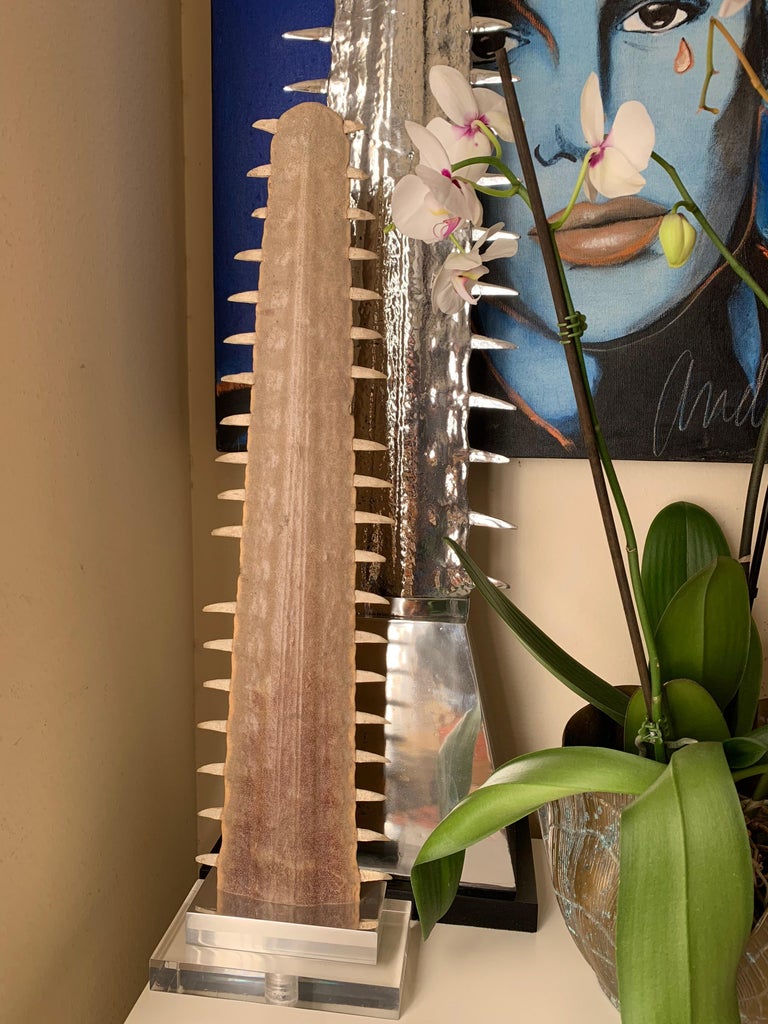 Set of Two Vintage Sawfish Bill Rostrum Snouts at 1stDibs