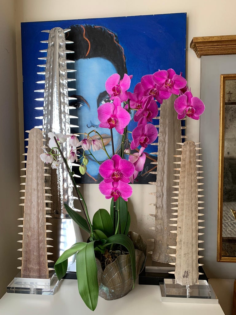 Set of Two Vintage Sawfish Bill Rostrum Snouts at 1stDibs