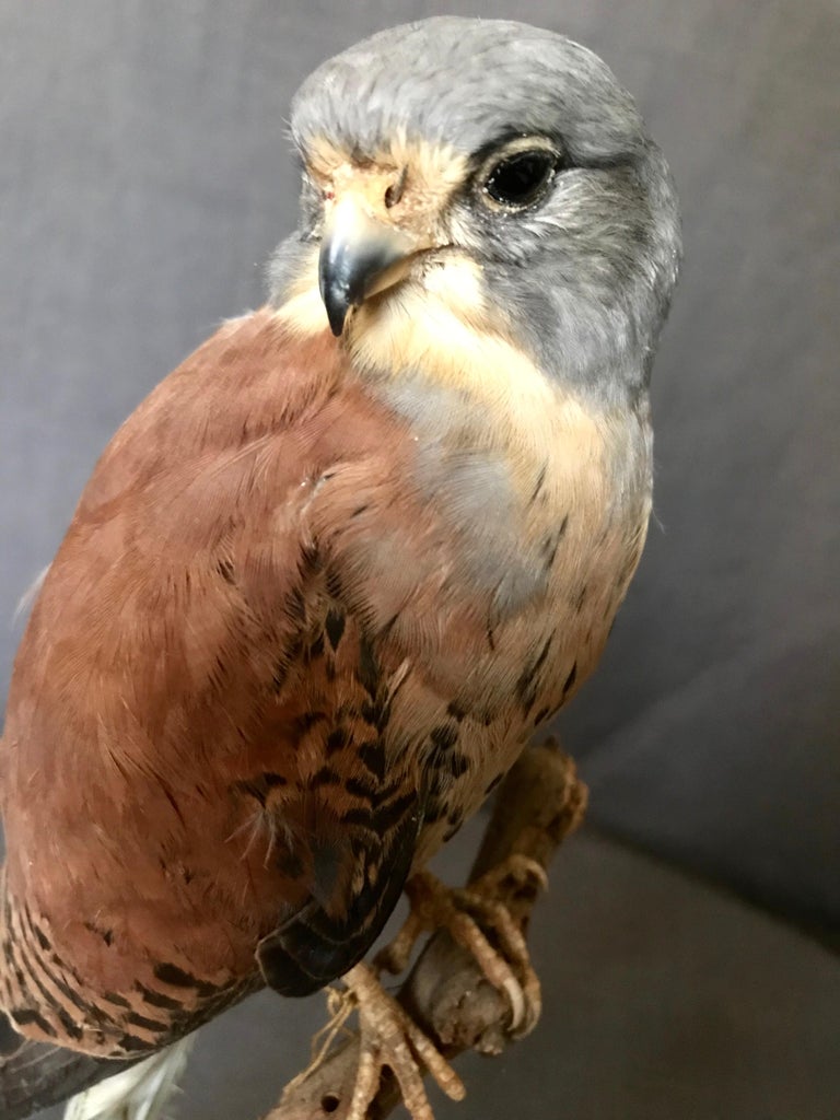Vintage Italian Taxidermy Falcon at 1stDibs