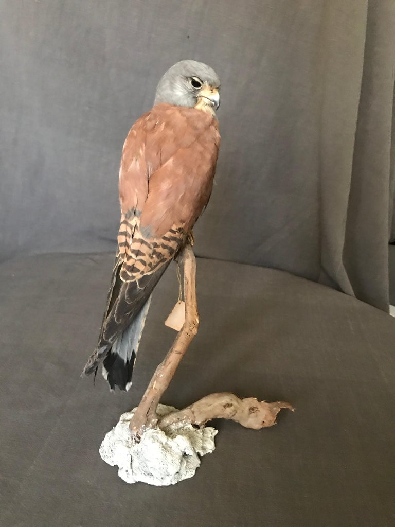 Vintage Italian Taxidermy Falcon at 1stDibs