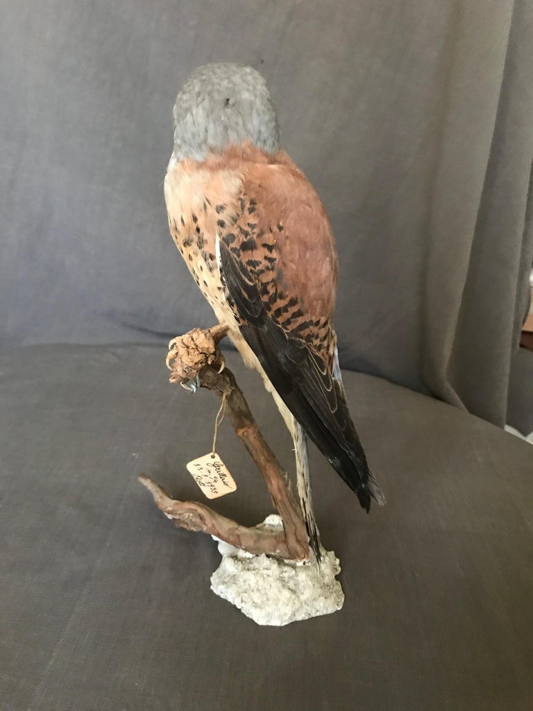 Vintage Italian Taxidermy Falcon at 1stDibs