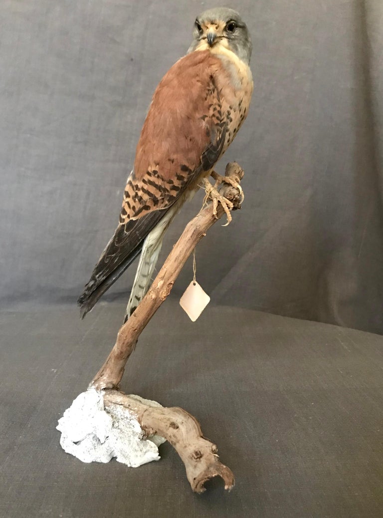 Vintage Italian Taxidermy Falcon at 1stDibs
