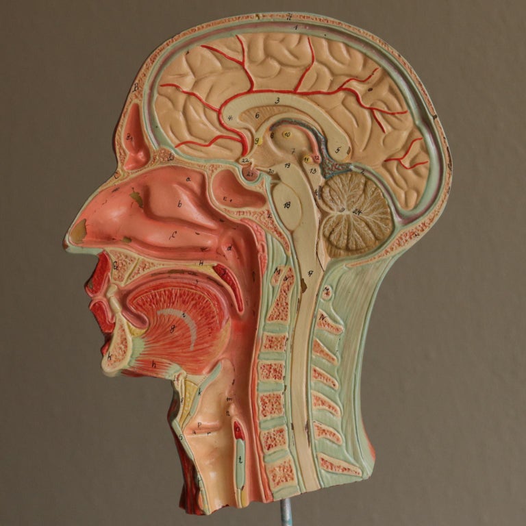 Vintage Medical Half Head Painted Anatomical Model, 1950s at 1stDibs